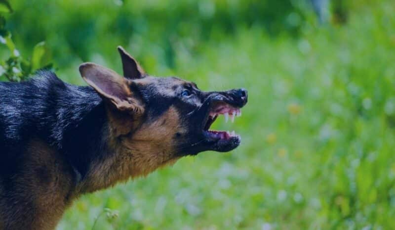 How To Protect Yourself from Dog Attacks